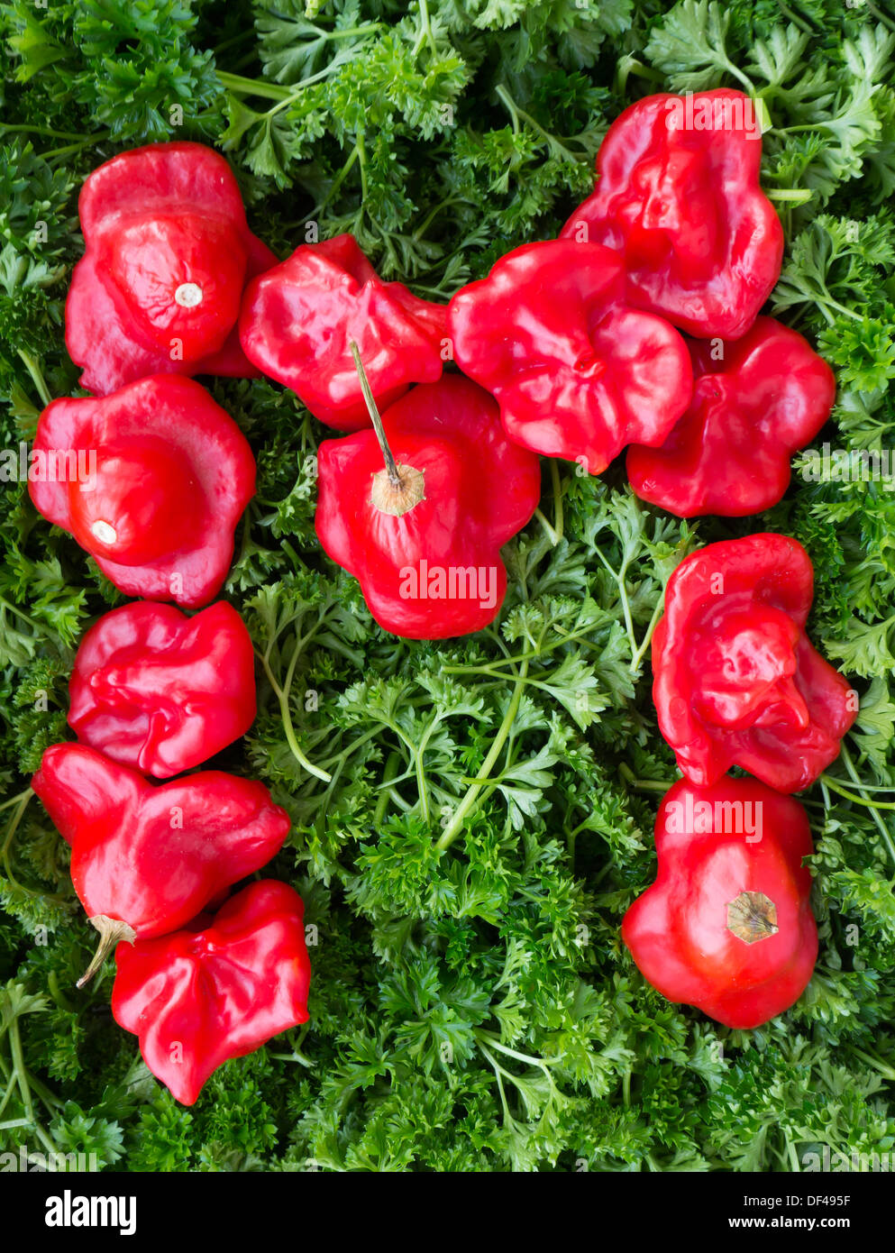 Letter M. Pepper and parsley Stock Photo - Alamy
