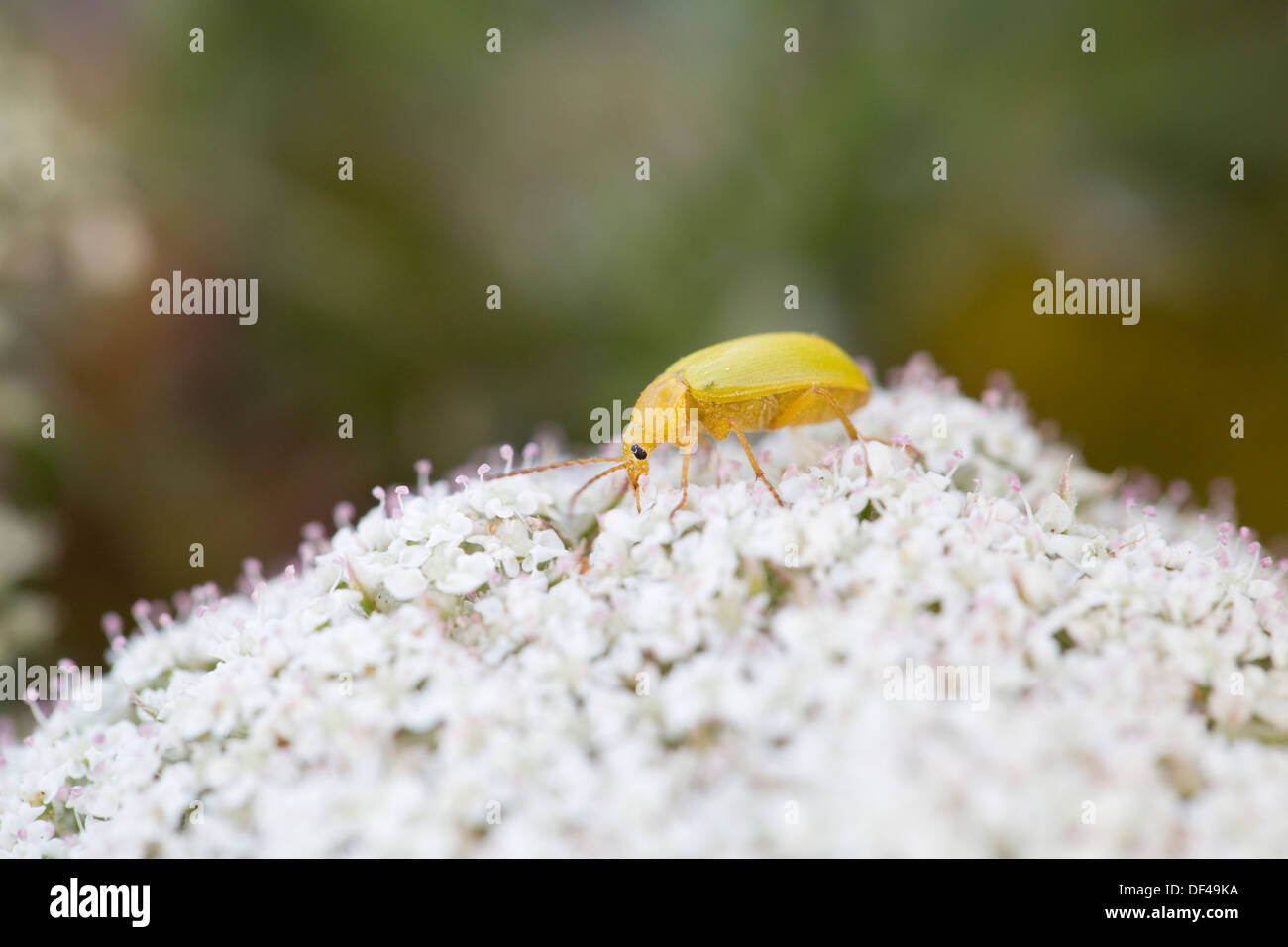 Sulphur Beetle; Cteniopus sulphureus; Summer; UK Stock Photo - Alamy