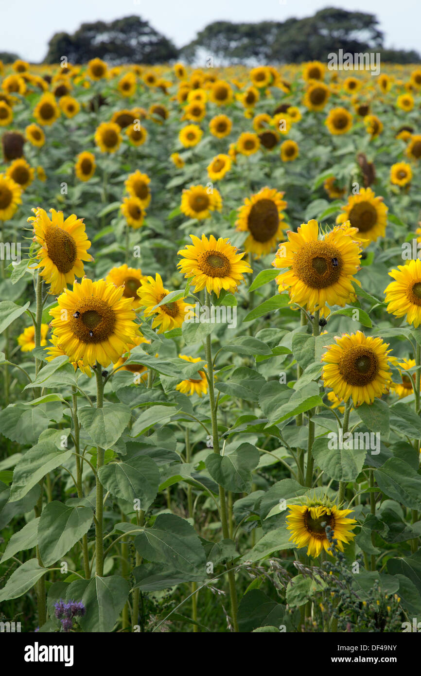 Tall sunflowers hi-res stock photography and images - Alamy
