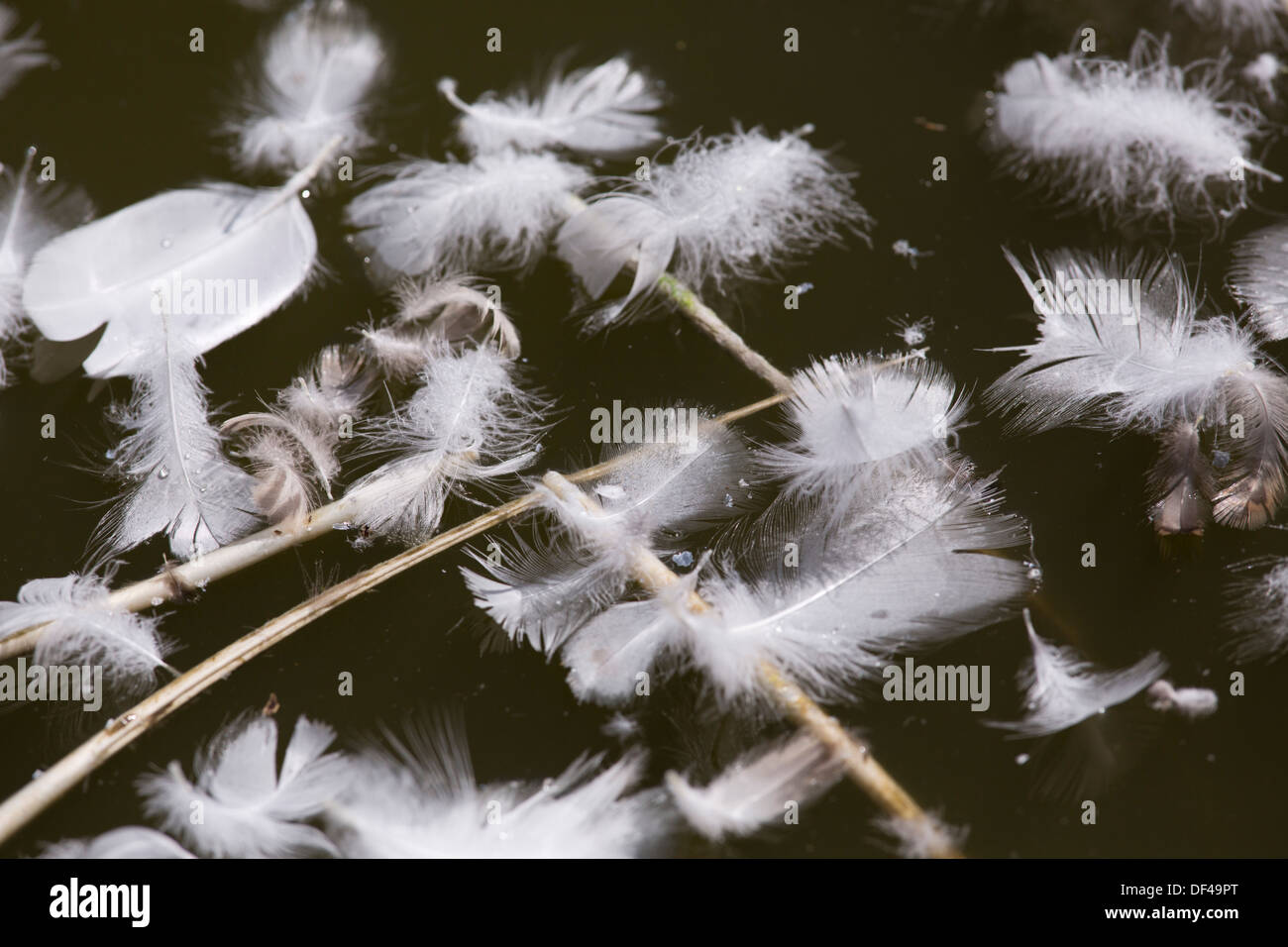 Feather float water hi-res stock photography and images - Alamy
