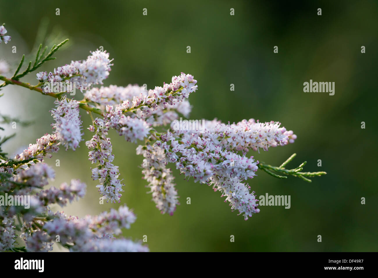Tamarisk bush hi-res stock photography and images - Alamy