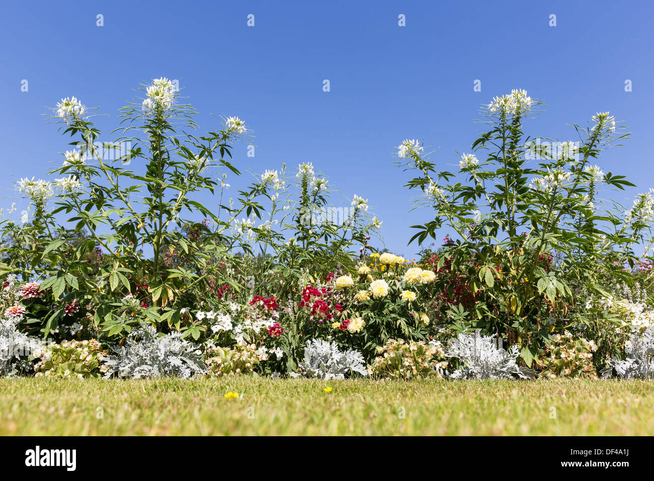 White cleome hi-res stock photography and images - Alamy