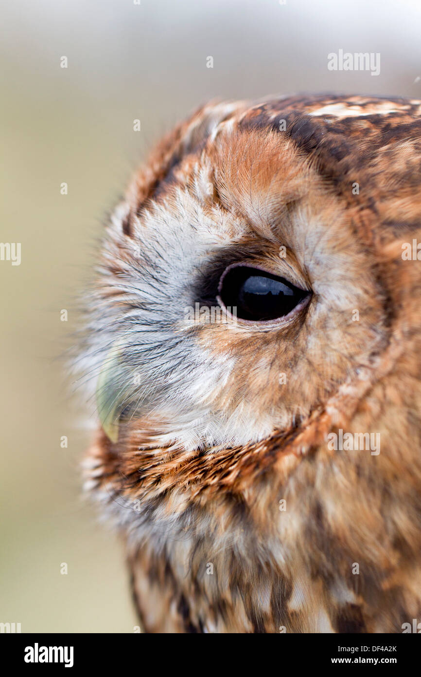 Tawny owl face hi-res stock photography and images - Alamy