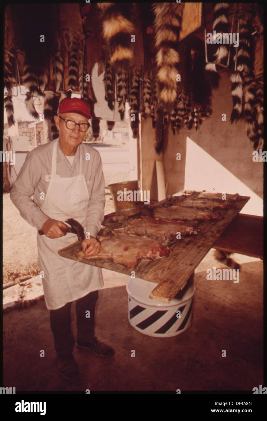 This photograph shows fur skins of fox, raccoon, and bobcat being ...