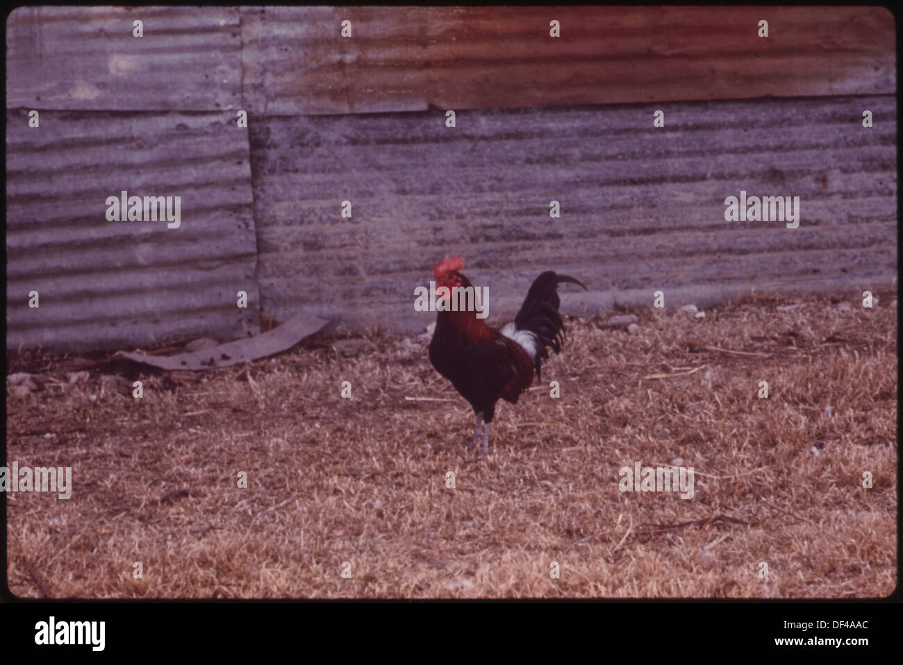 Gamecock farm hi-res stock photography and images - Alamy