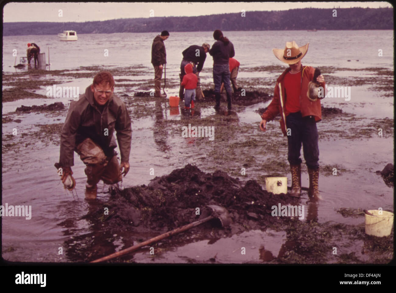 Geoduck clam digging takes place on Dosewallips tide flats at Hood ...