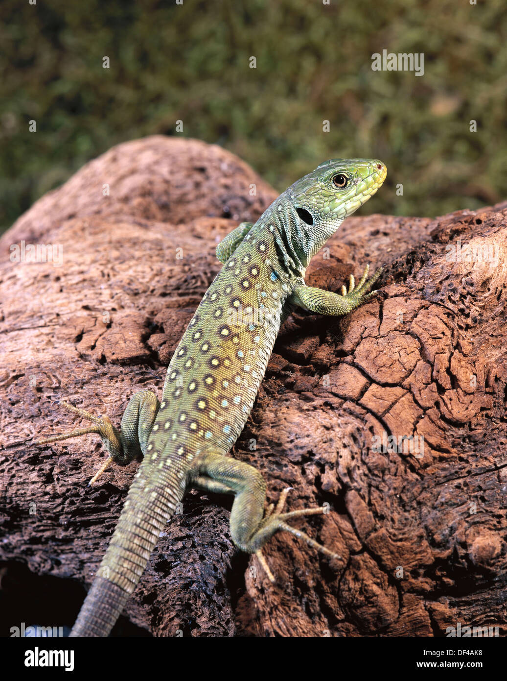 Jewelled lizard lacerta lepida hi-res stock photography and images - Alamy