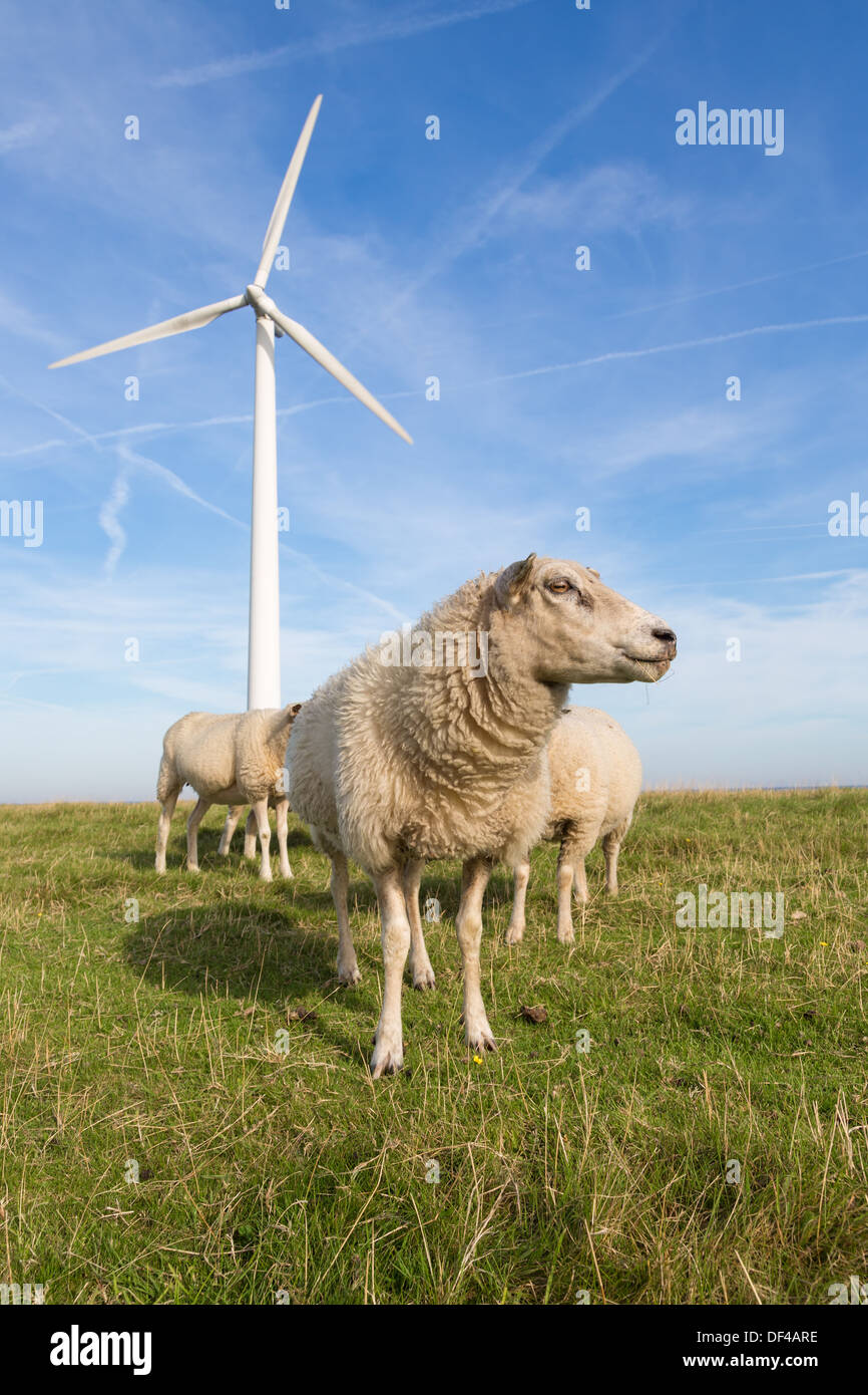 Sheep at a dike along a row of wind turbines Stock Photo - Alamy