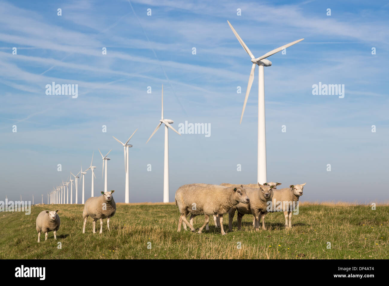 Sheep at a dike along a row of wind turbines Stock Photo - Alamy