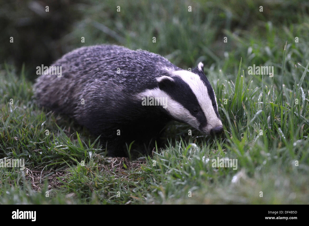 Badger sett uk hi-res stock photography and images - Alamy