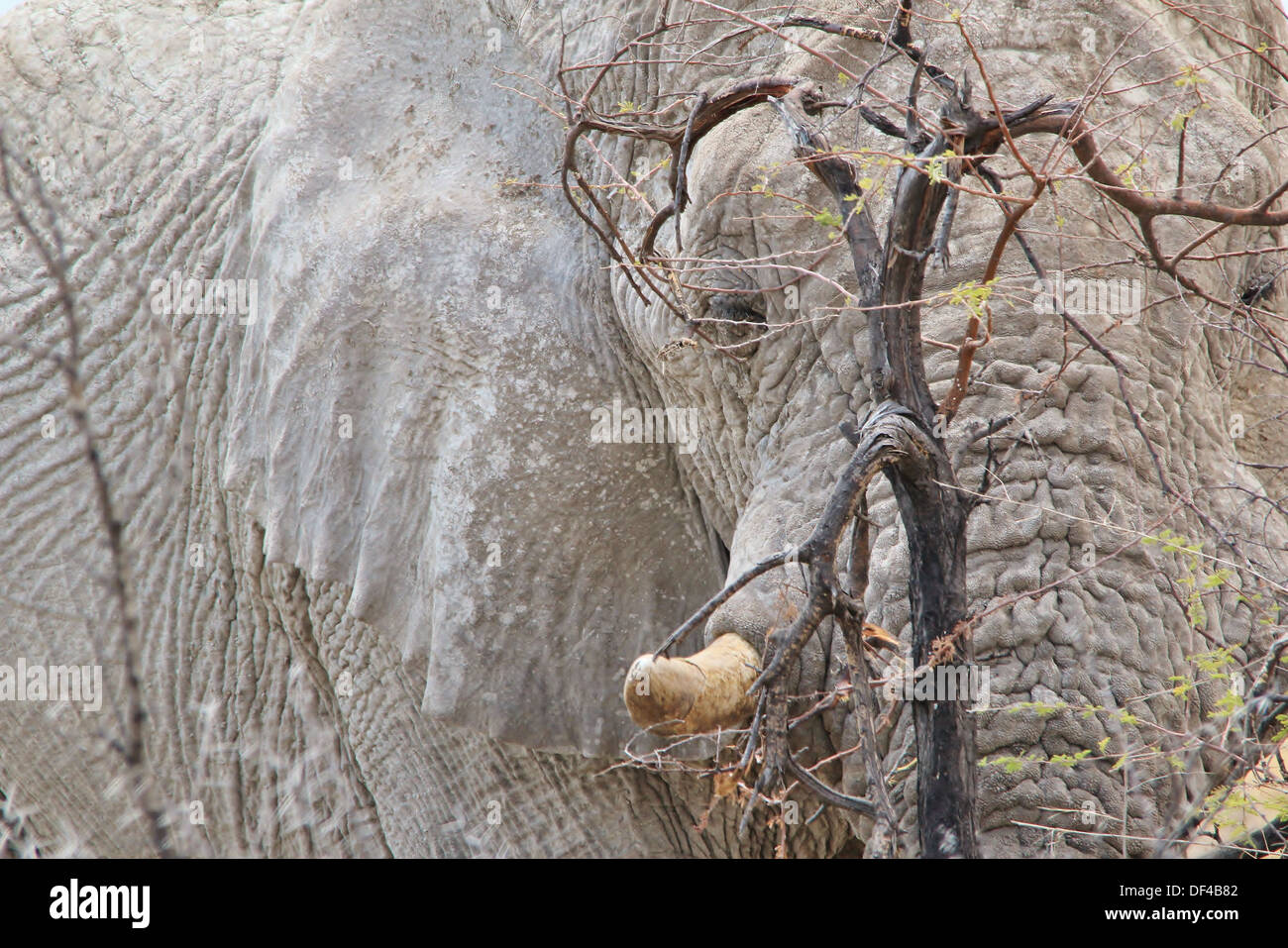 Elephant unique markings hi-res stock photography and images - Alamy