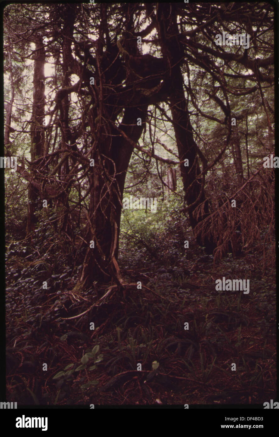 Gnarled features hi-res stock photography and images - Alamy