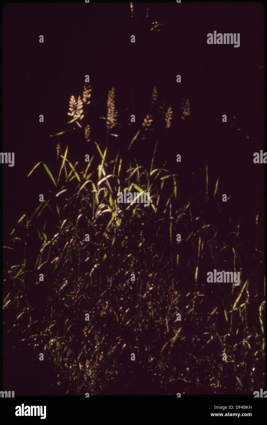 Grasses in a forest edged meadow at green mountain hi-res stock ...