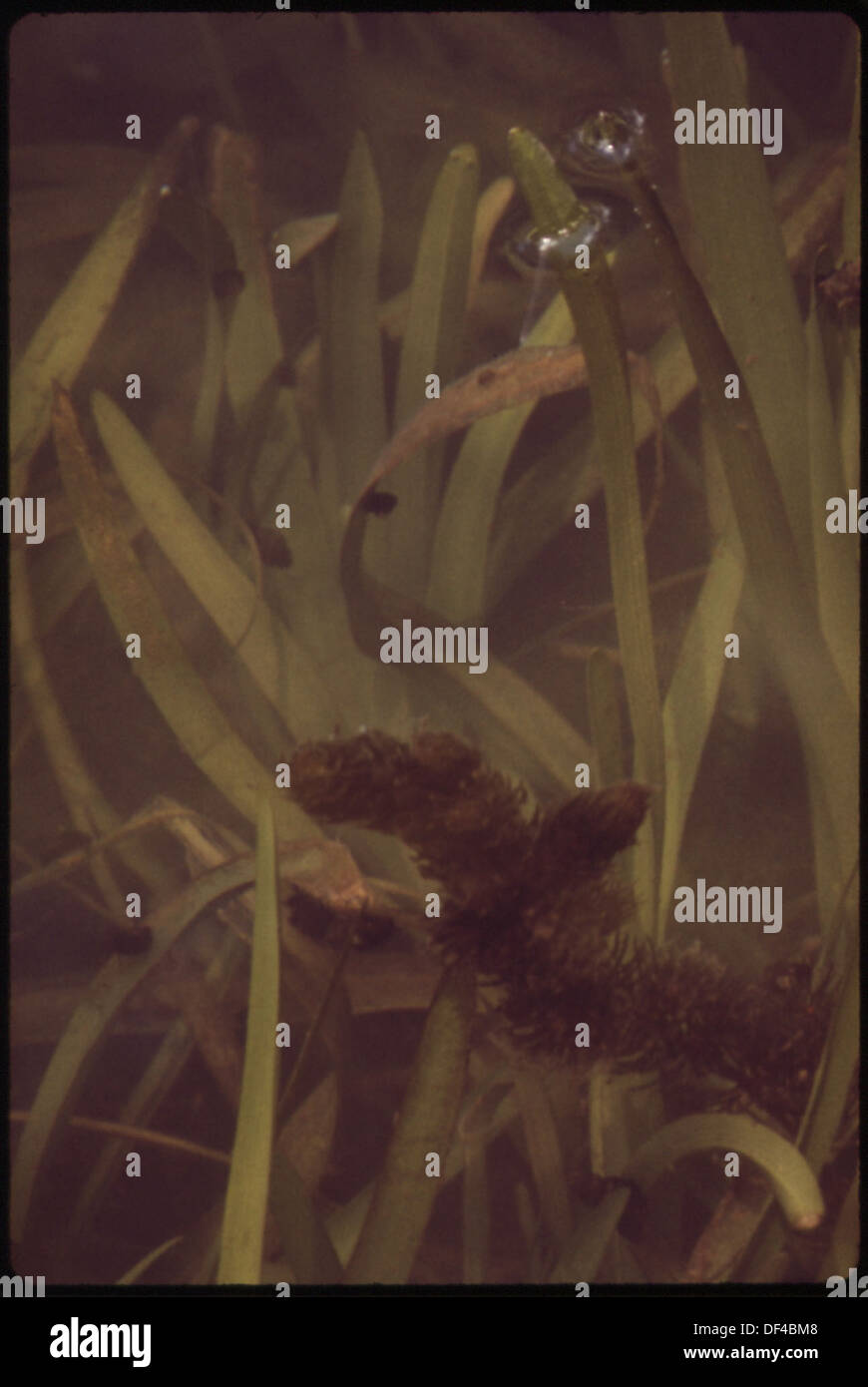 An old photograph showcasing clear water and grasses in a lake formed ...