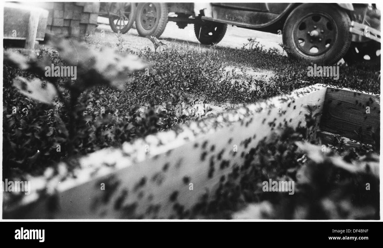 This image captures a large group of grasshoppers, a common ...