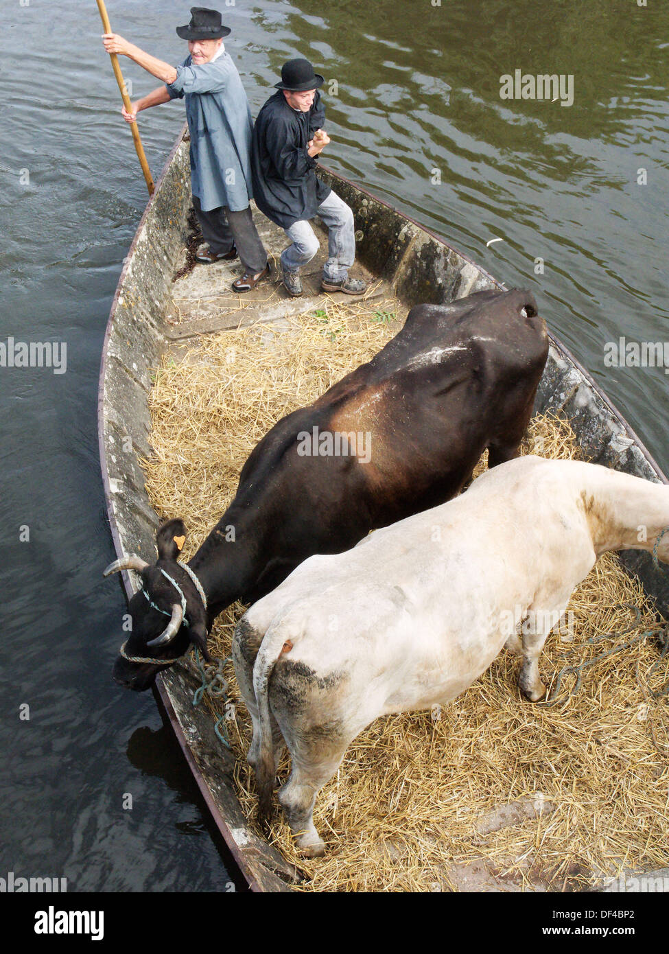 Cows transport hi-res stock photography and images - Alamy