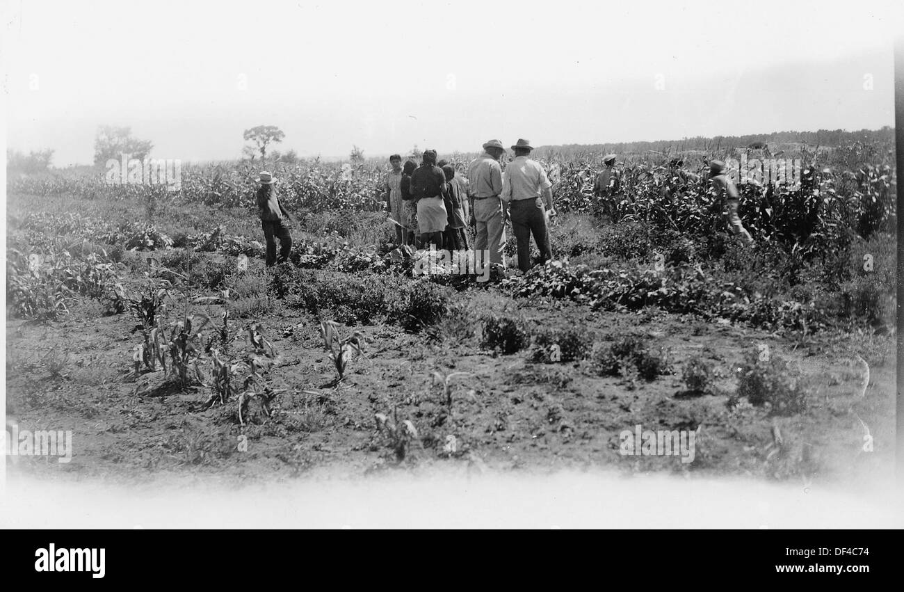 The image shows a group of 4-H members working in a field, part of the ...