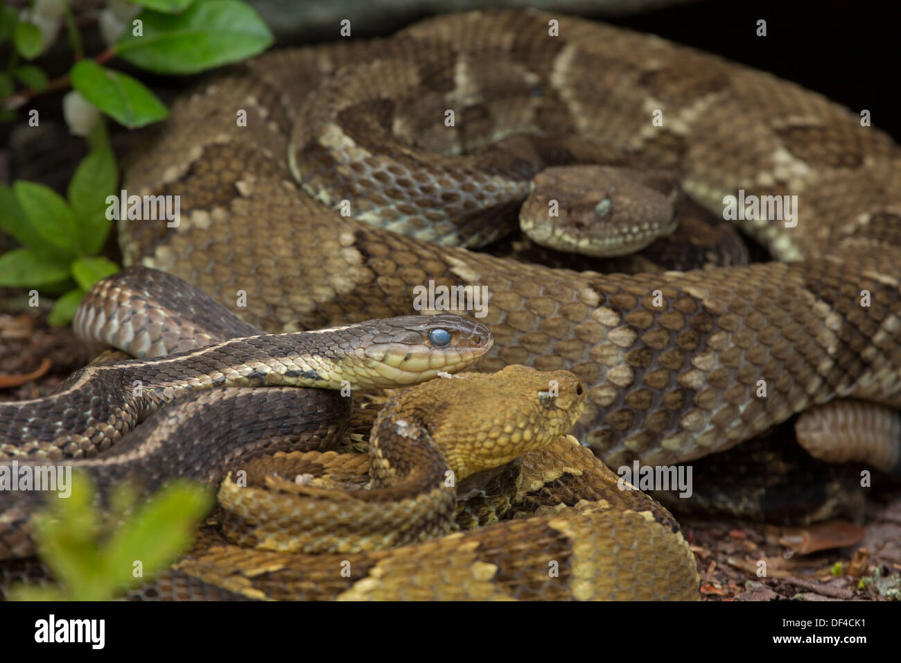Timber rattlesnakes, Crotalus horridus, gravid females basking to bring young to term, also a ...
