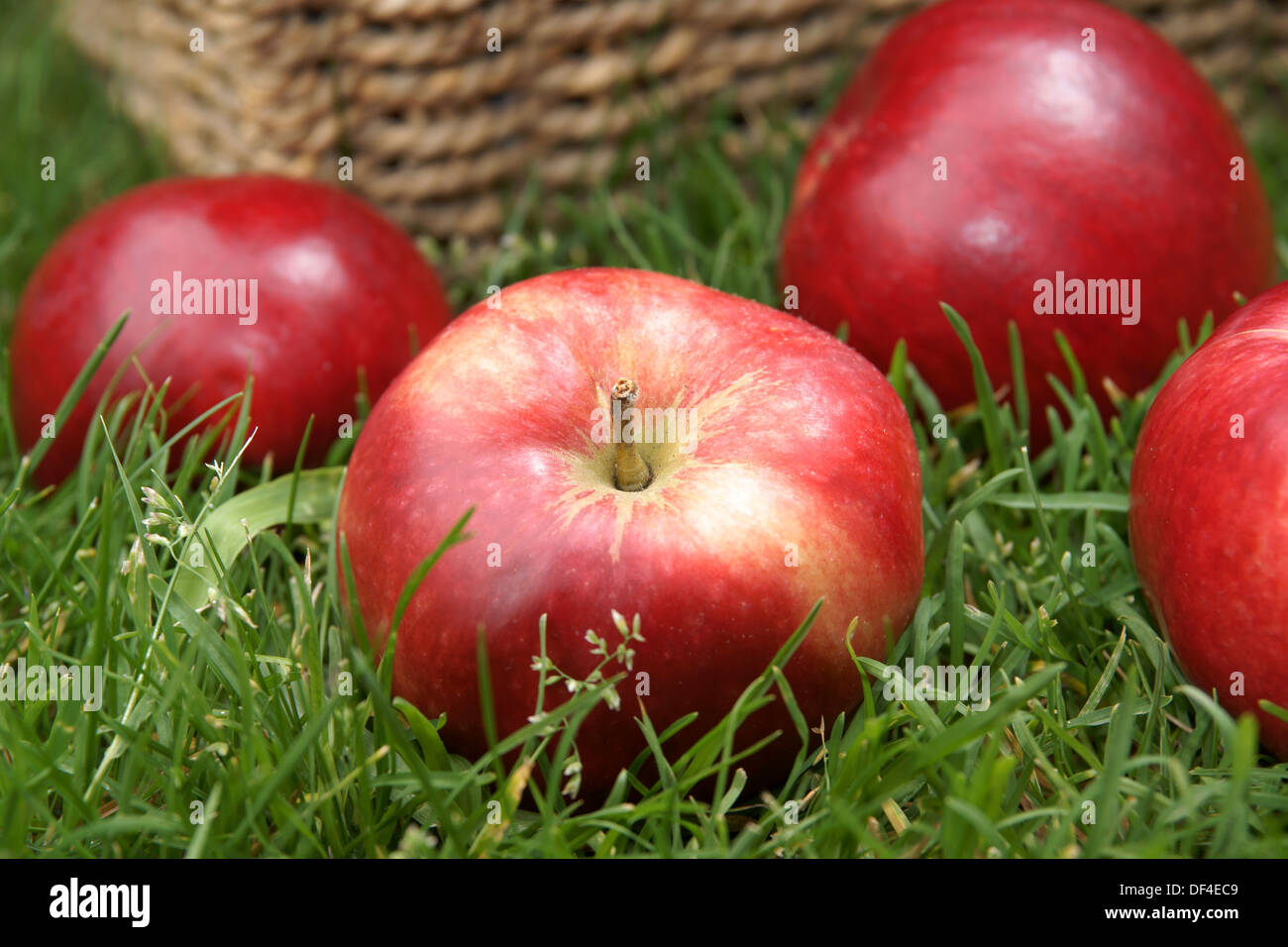Red shiny Discovery apples freshly harvested Stock Photo - Alamy