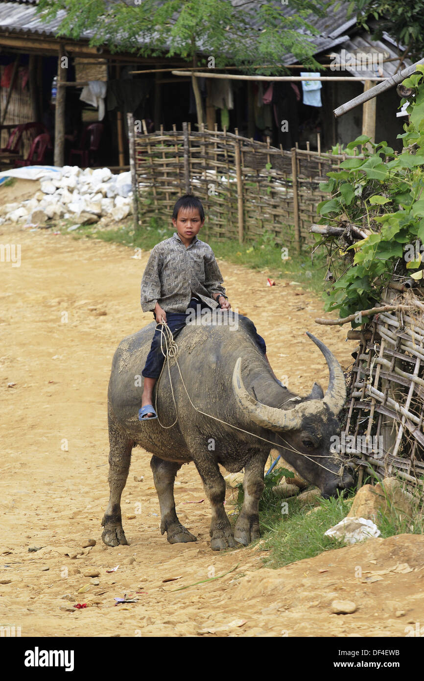 Riding buffalo hi-res stock photography and images - Alamy