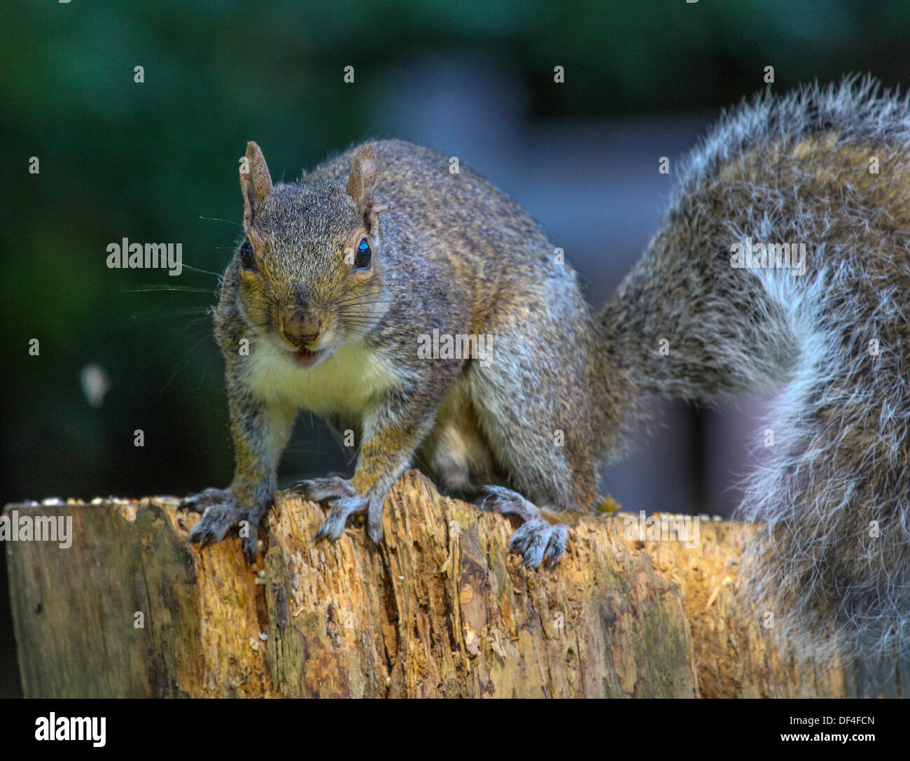 Squirrel enjoying the Autumn sun Stock Photo - Alamy