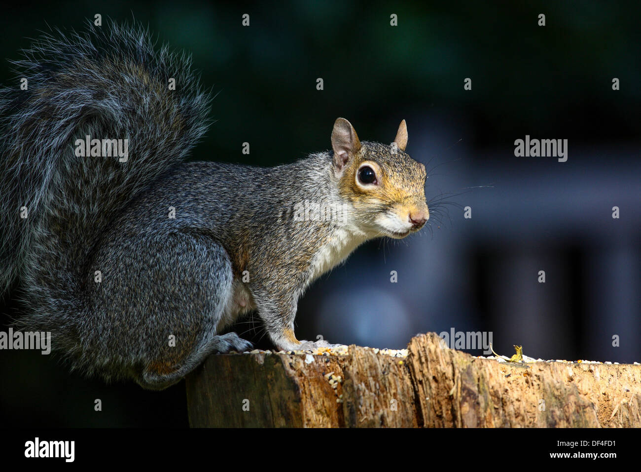 Squirrel enjoying the Autumn sun Stock Photo - Alamy