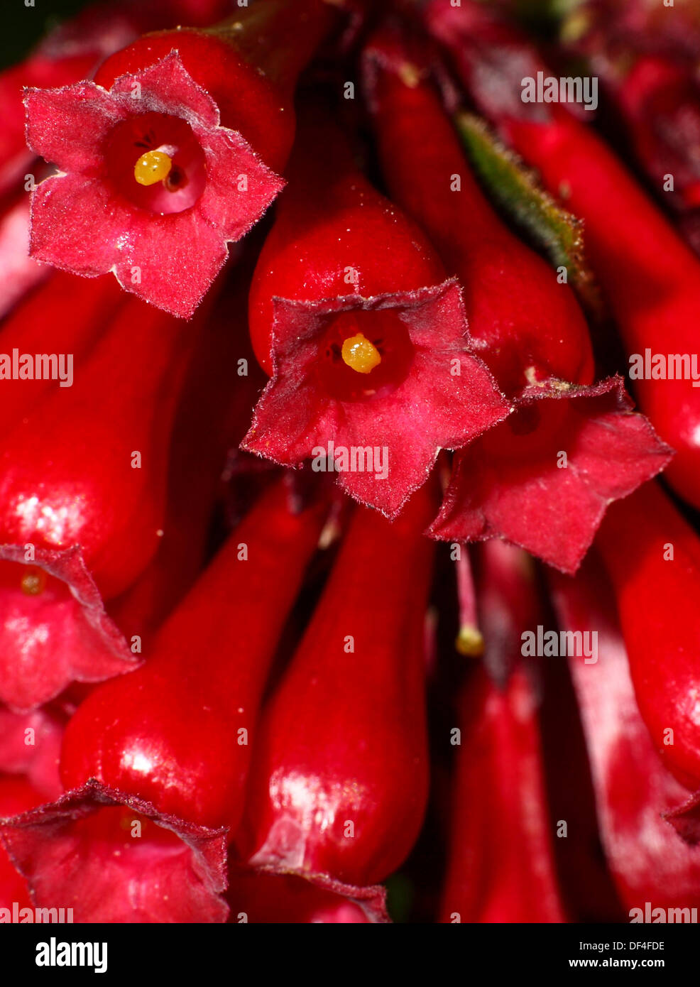 Flowers that droop hi-res stock photography and images - Alamy