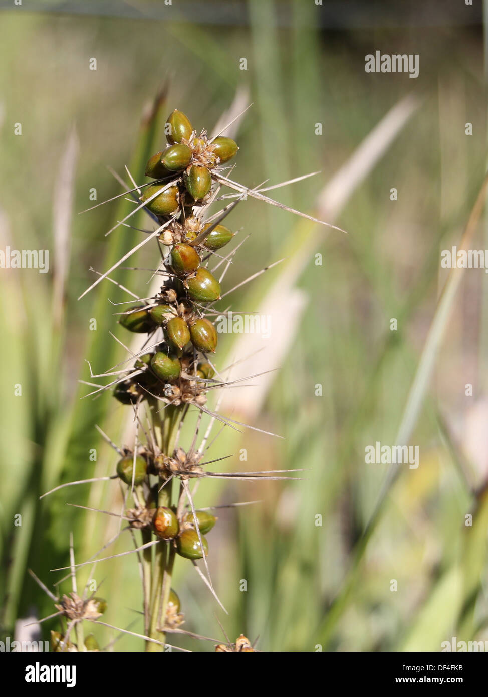 Green thorn berry Stock Photo - Alamy
