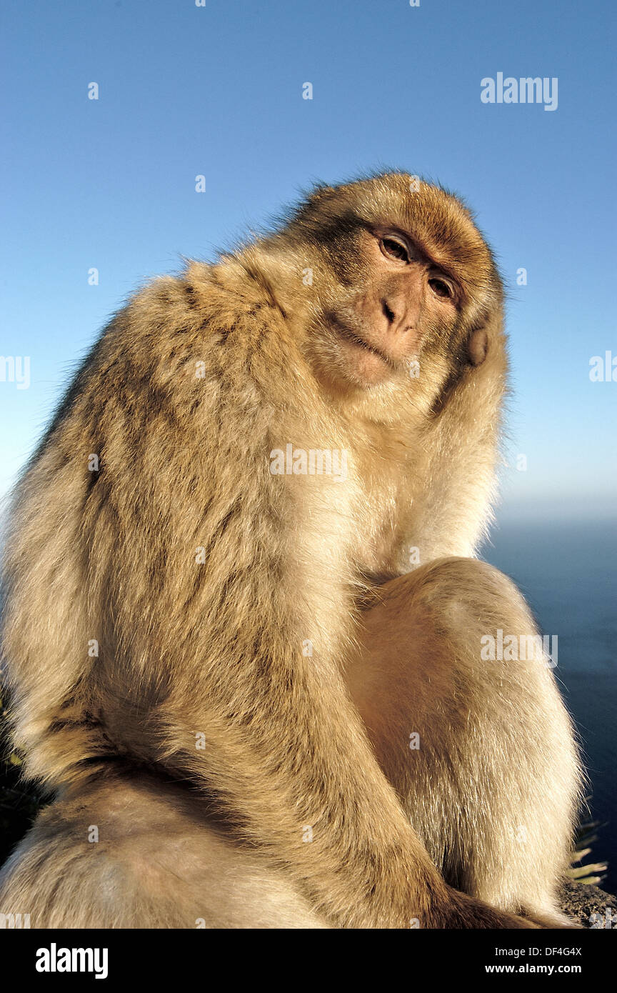Primate gesture hi-res stock photography and images - Alamy