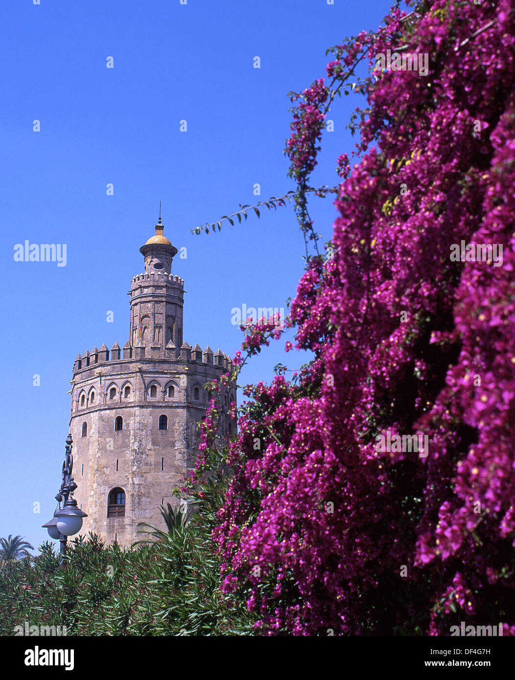Torre del Oro with bougainvillea flowers in foreground Seville Seviila ...