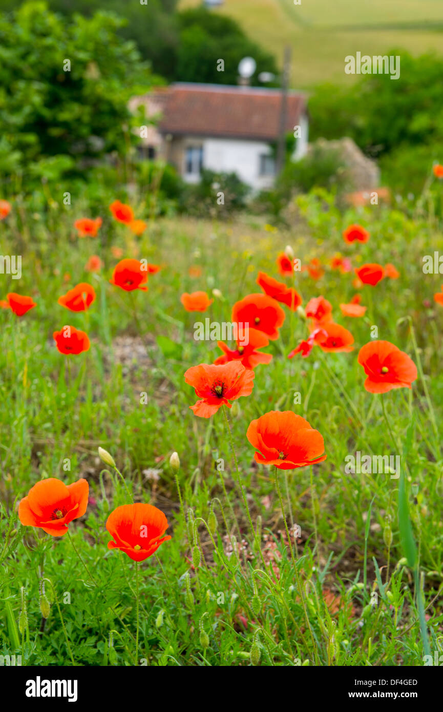 Red poppies in French landscape Stock Photo - Alamy
