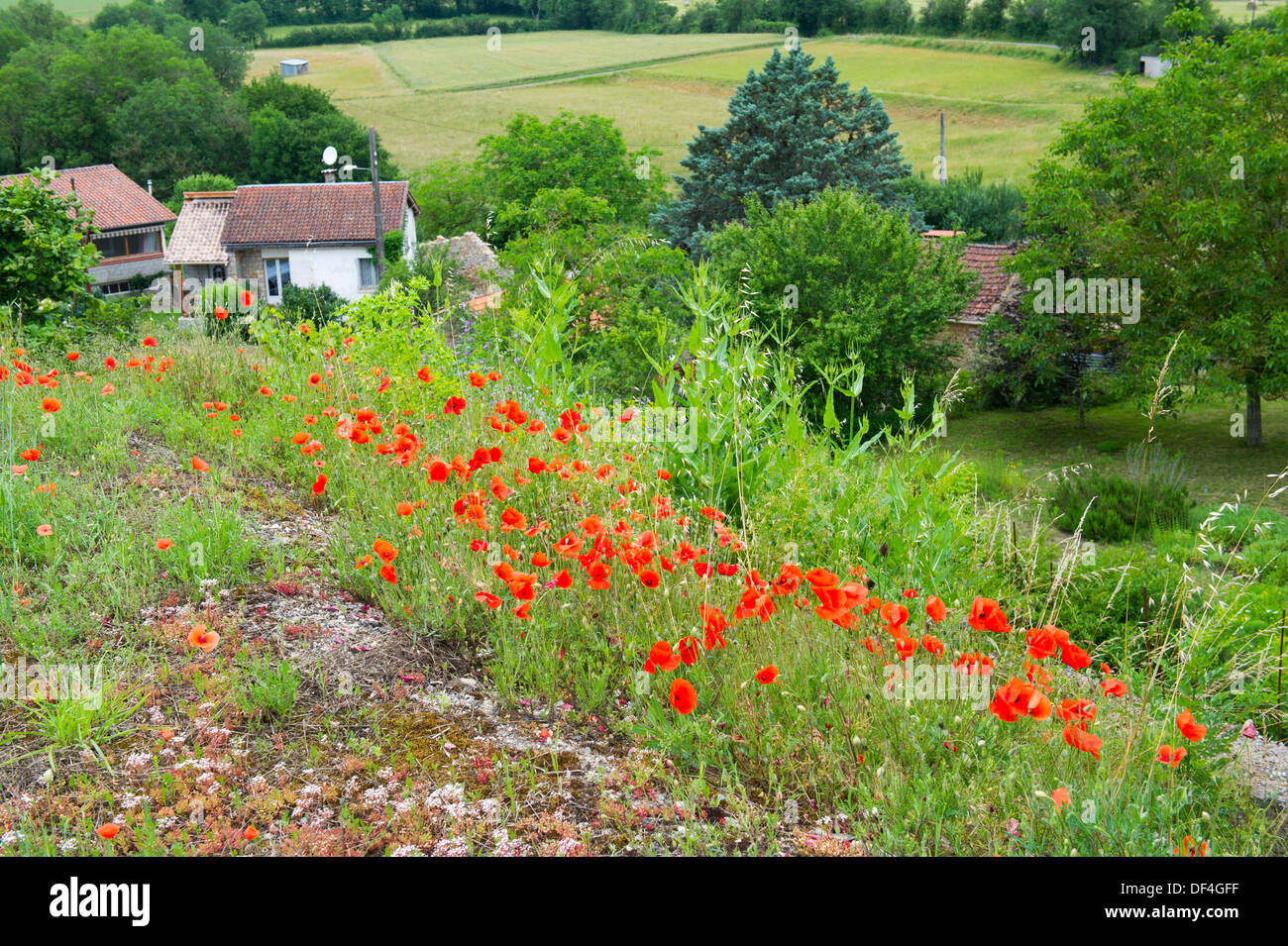 Red poppies in french landscape hi-res stock photography and images - Alamy