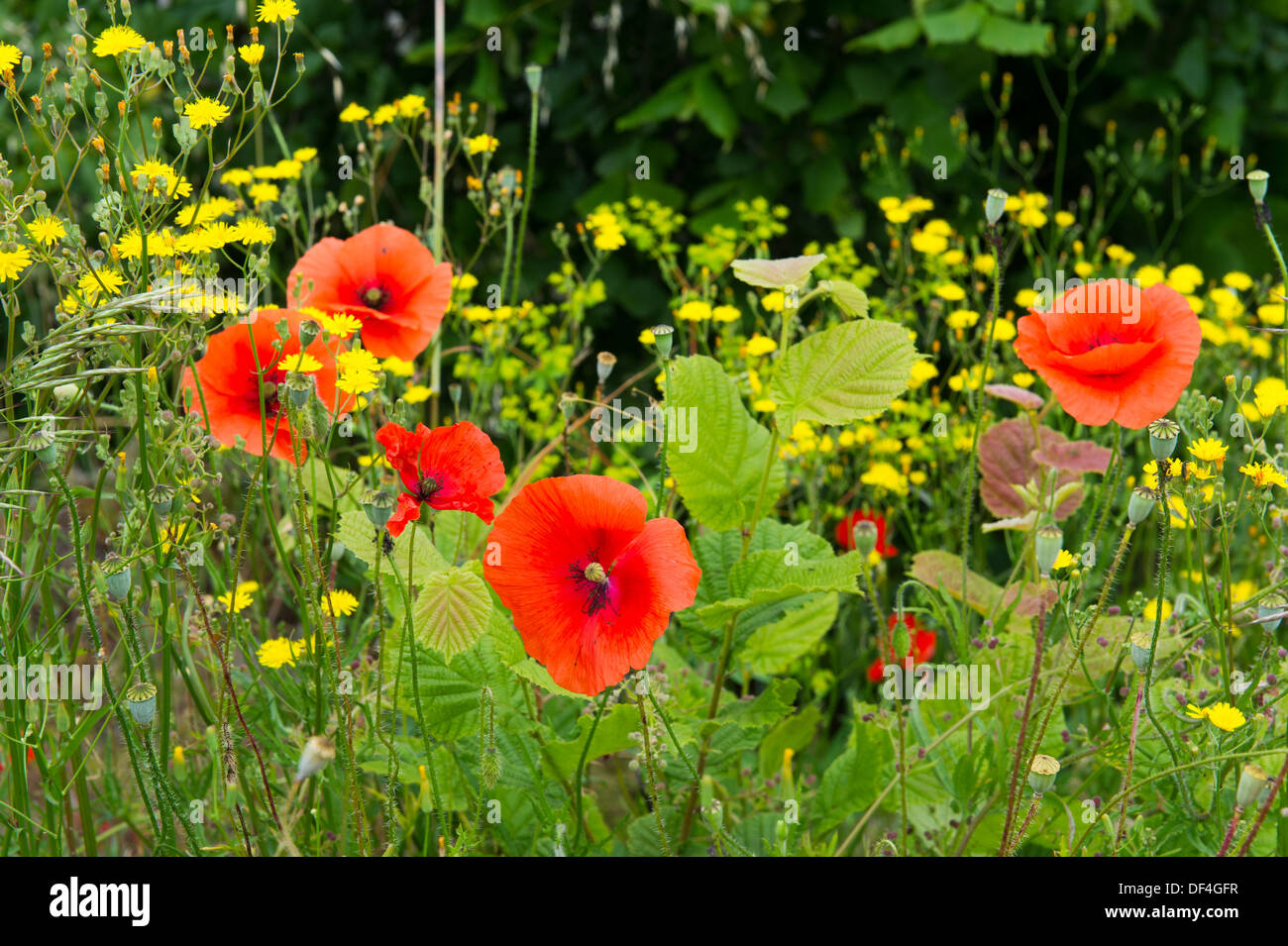 Red poppies and yellow flowers in French landscape Stock Photo - Alamy