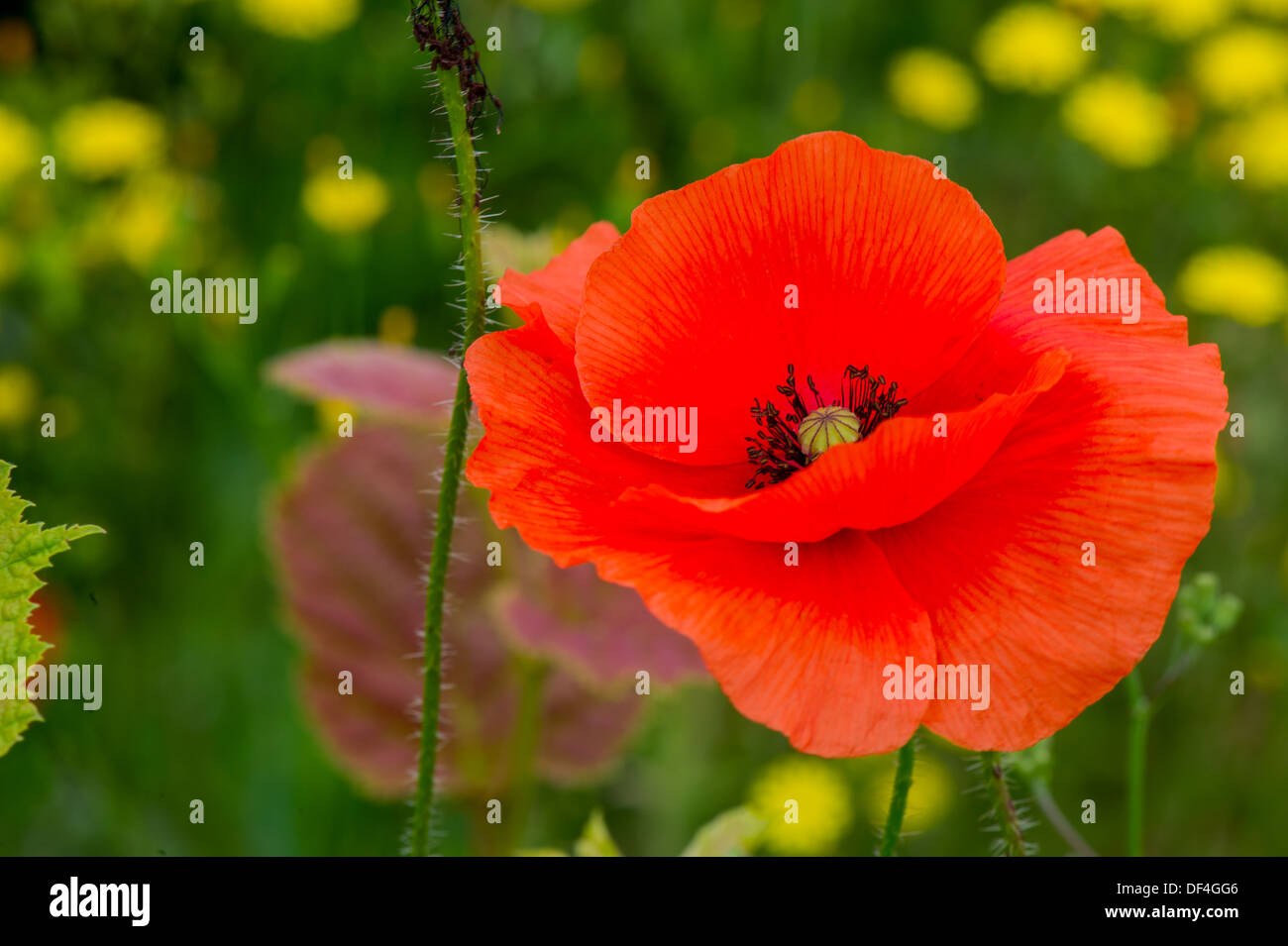 Red poppies in french landscape hi-res stock photography and images - Alamy