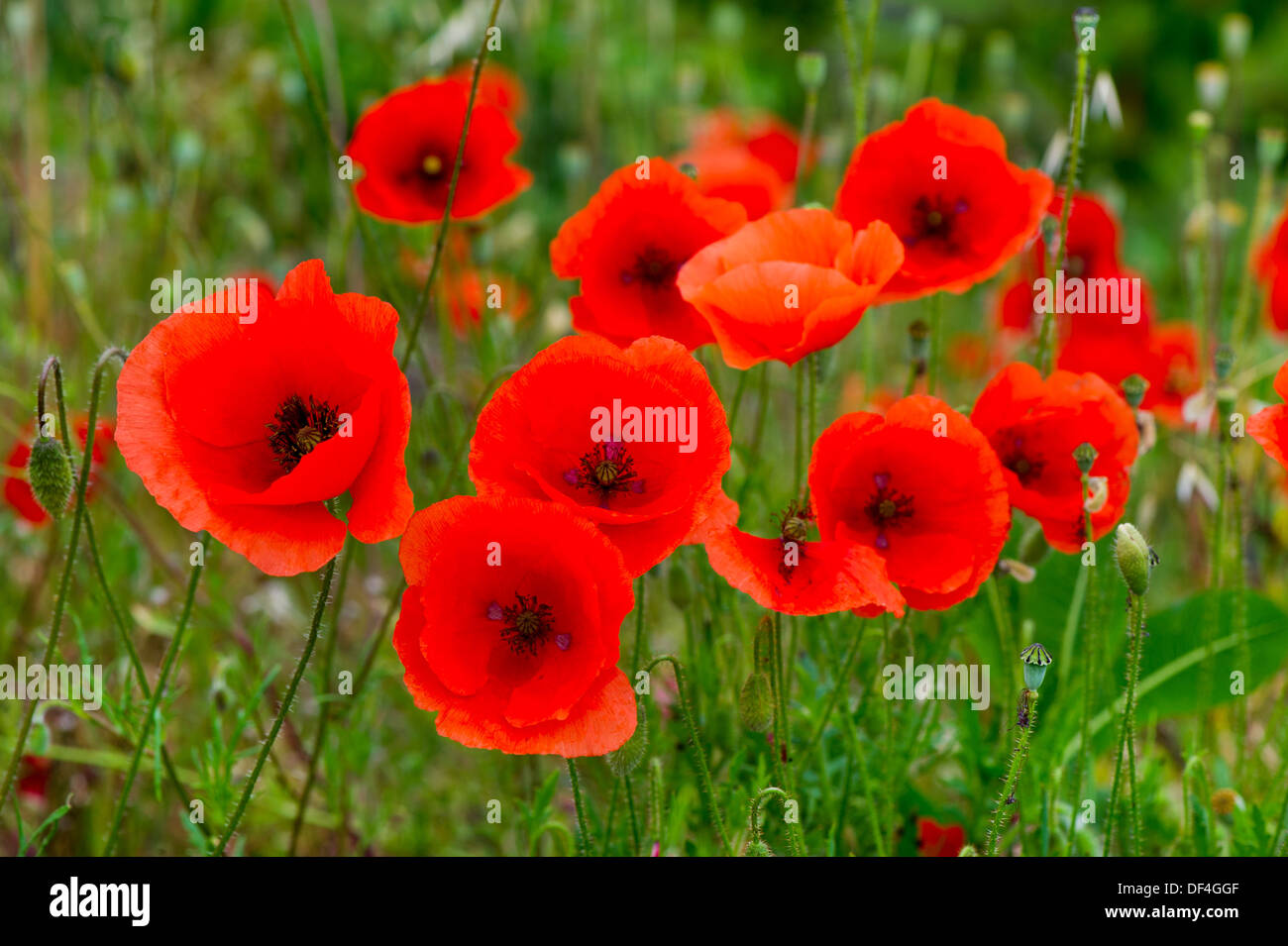 Red poppies in french landscape hi-res stock photography and images - Alamy