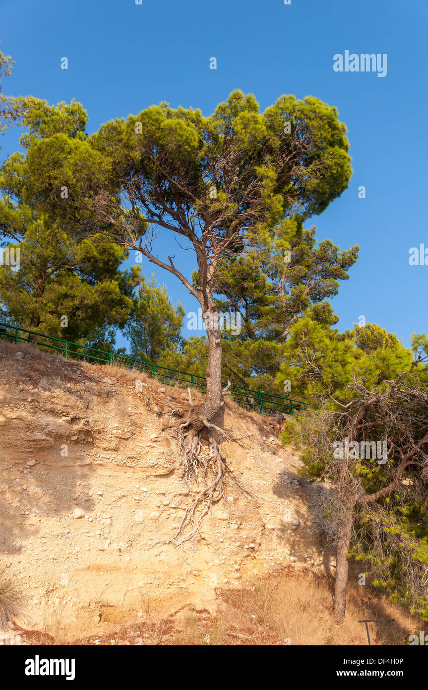 Tree growing from a cliff hi-res stock photography and images - Alamy