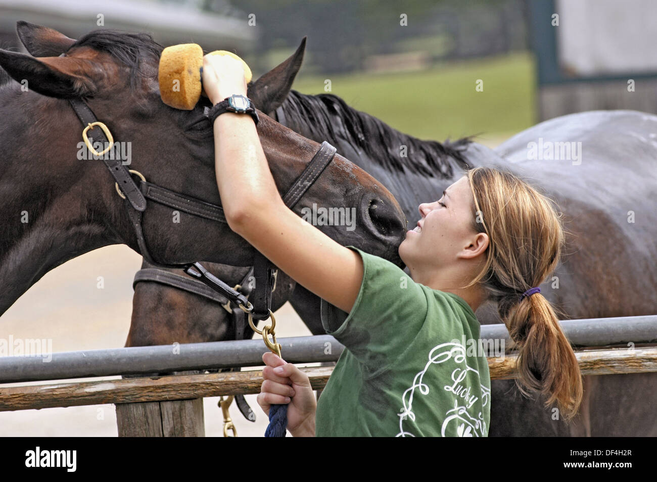 Young woman washing horse hi-res stock photography and images - Alamy