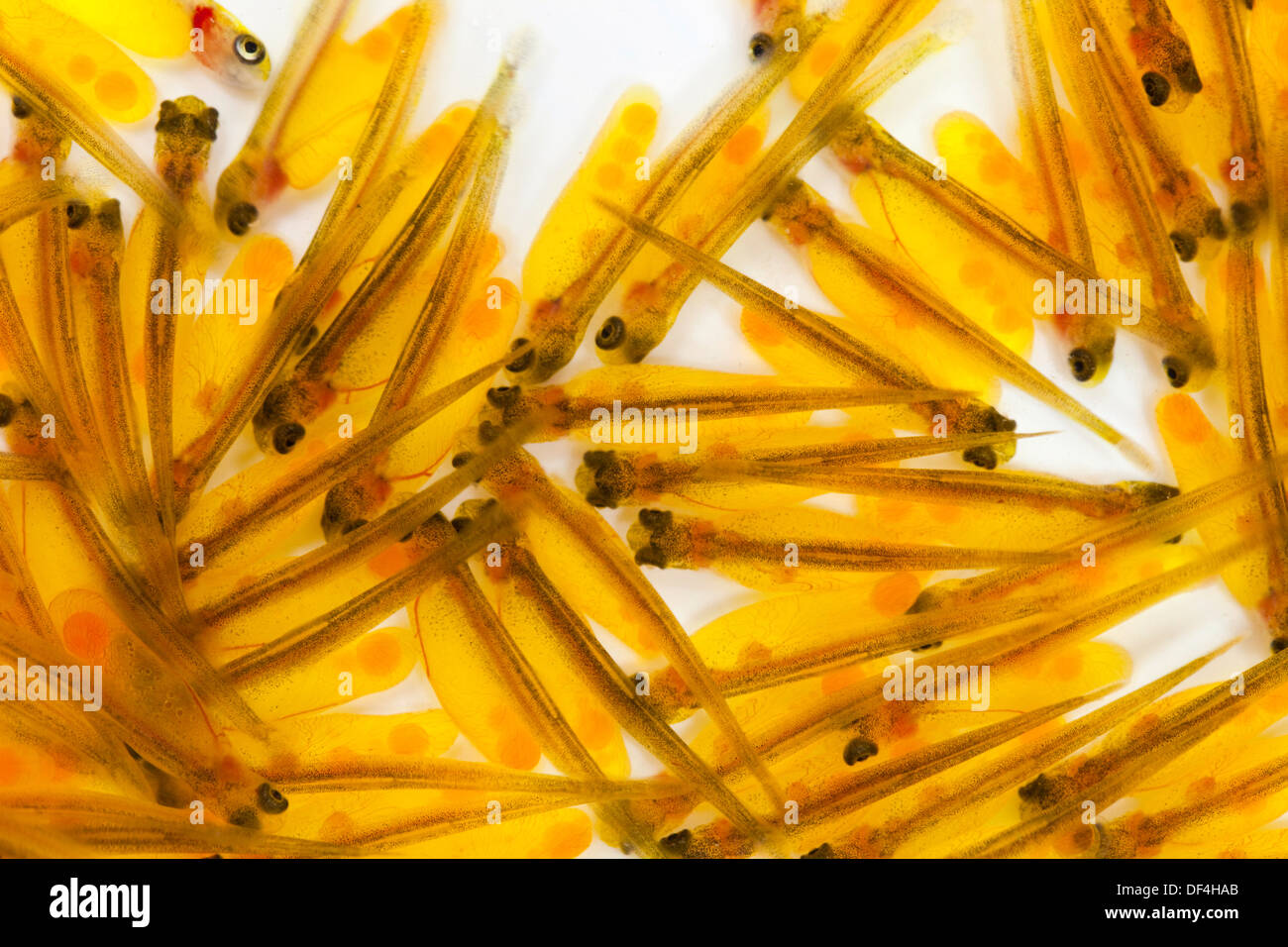 Yolk Sac Larvae High Resolution Stock Photography and Images - Alamy