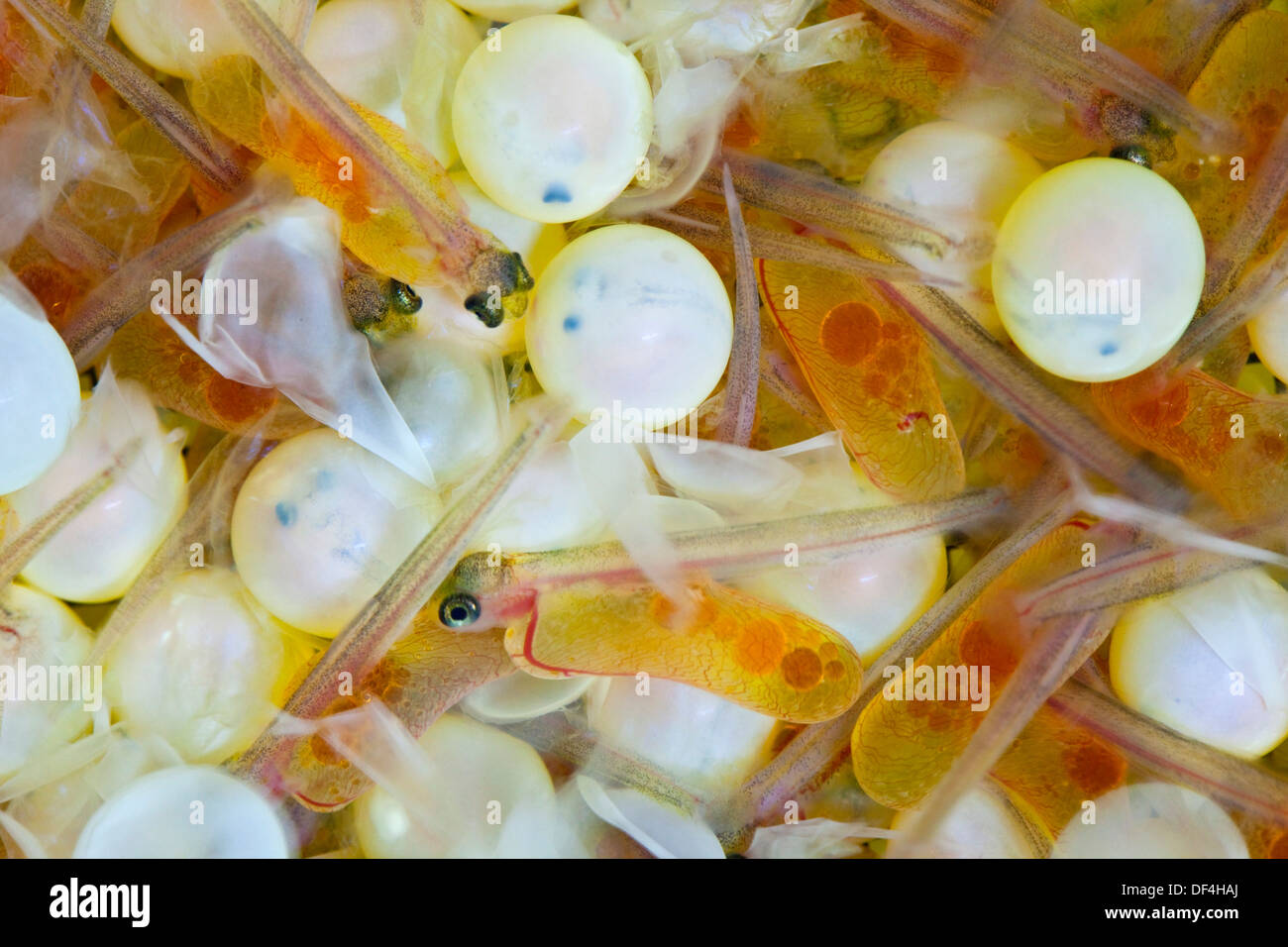 Fish egg larvae hi-res stock photography and images - Alamy