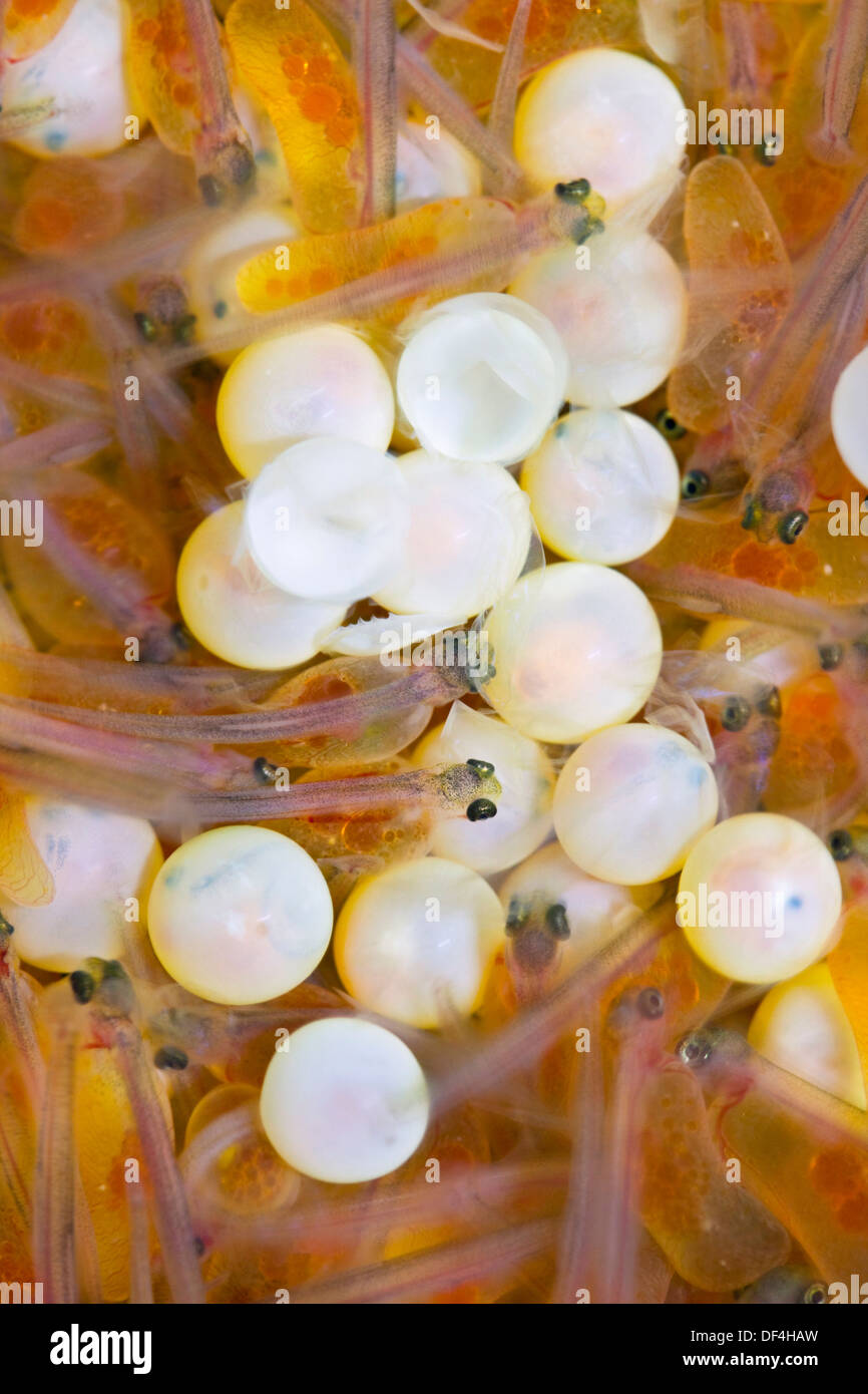 Transparent Fish Eggs