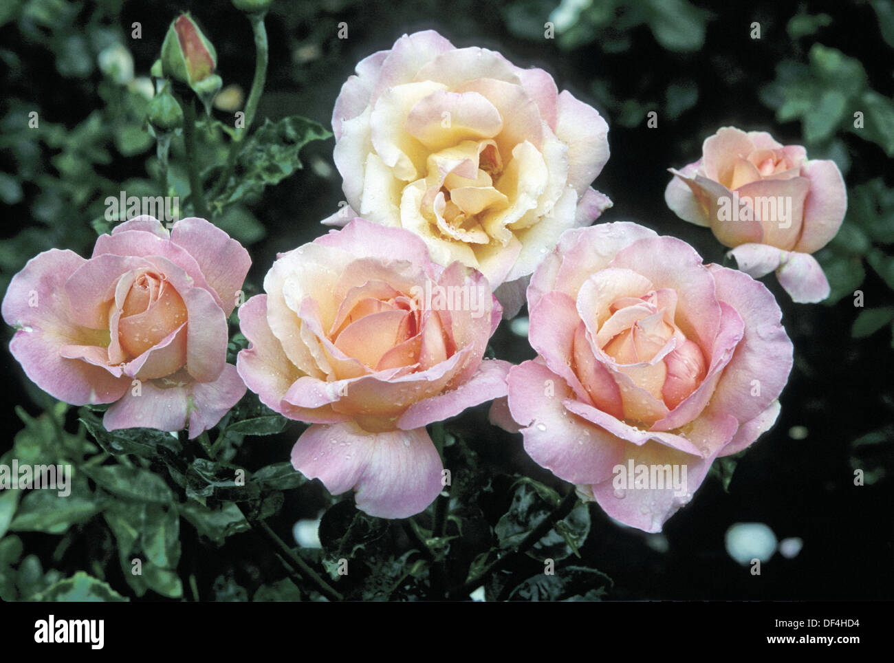 Bonica shrub rose hi-res stock photography and images - Alamy