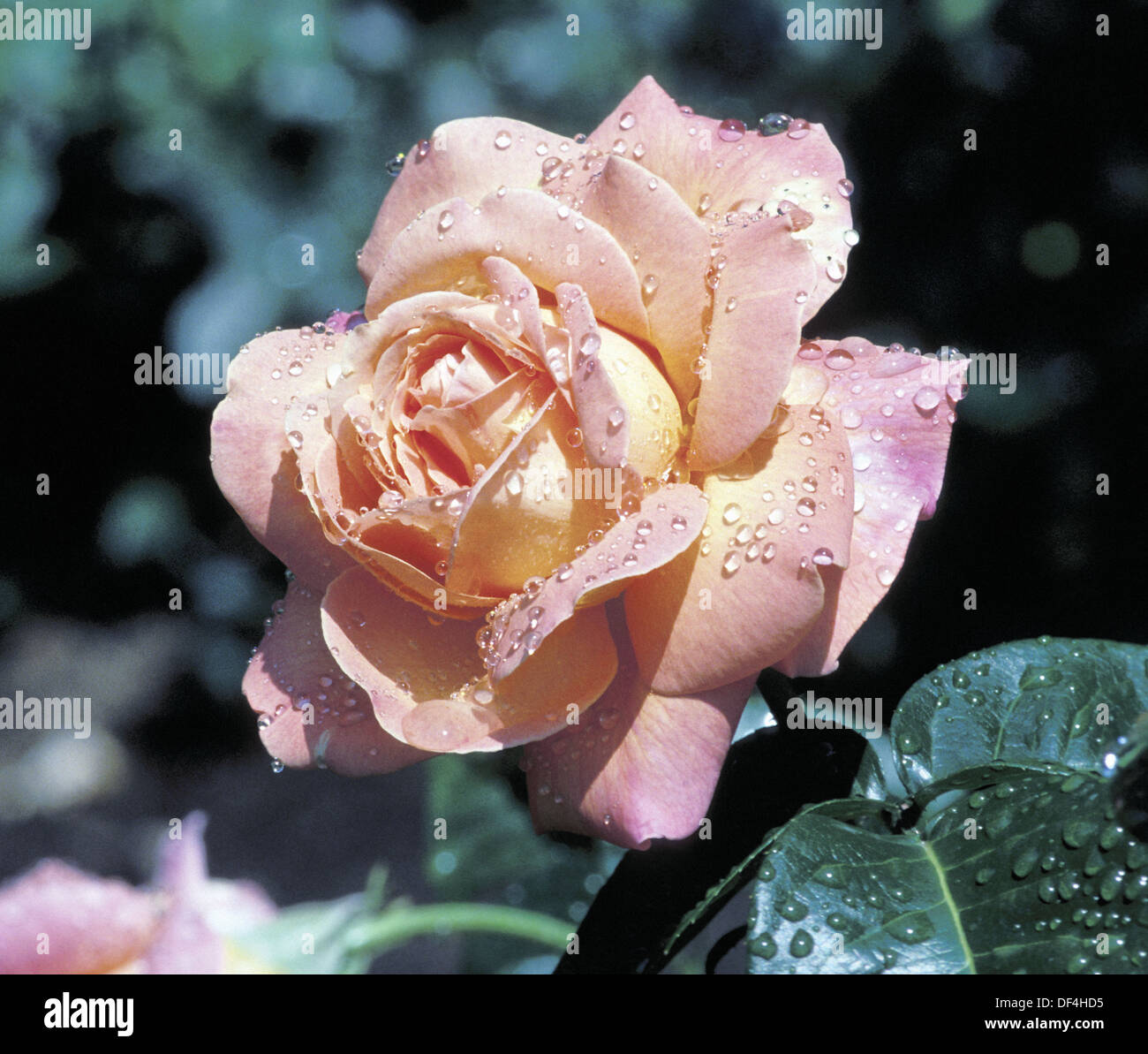 Chicago peace rose Stock Photo - Alamy