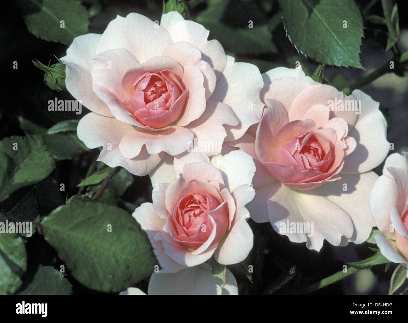 Bonica shrub rose hi-res stock photography and images - Alamy