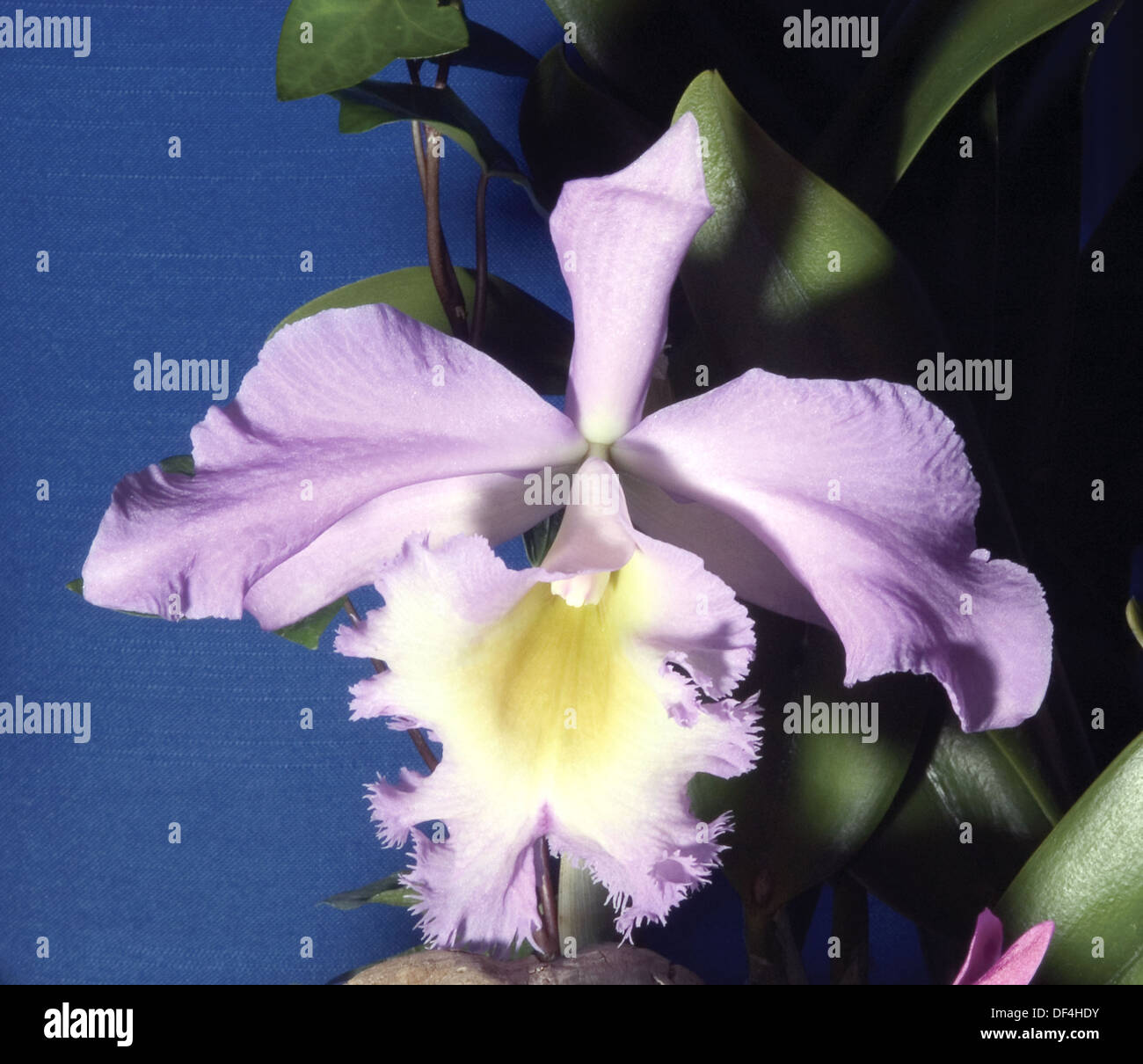 Cattleya Cattleya Sp High Resolution Stock Photography and Images - Alamy