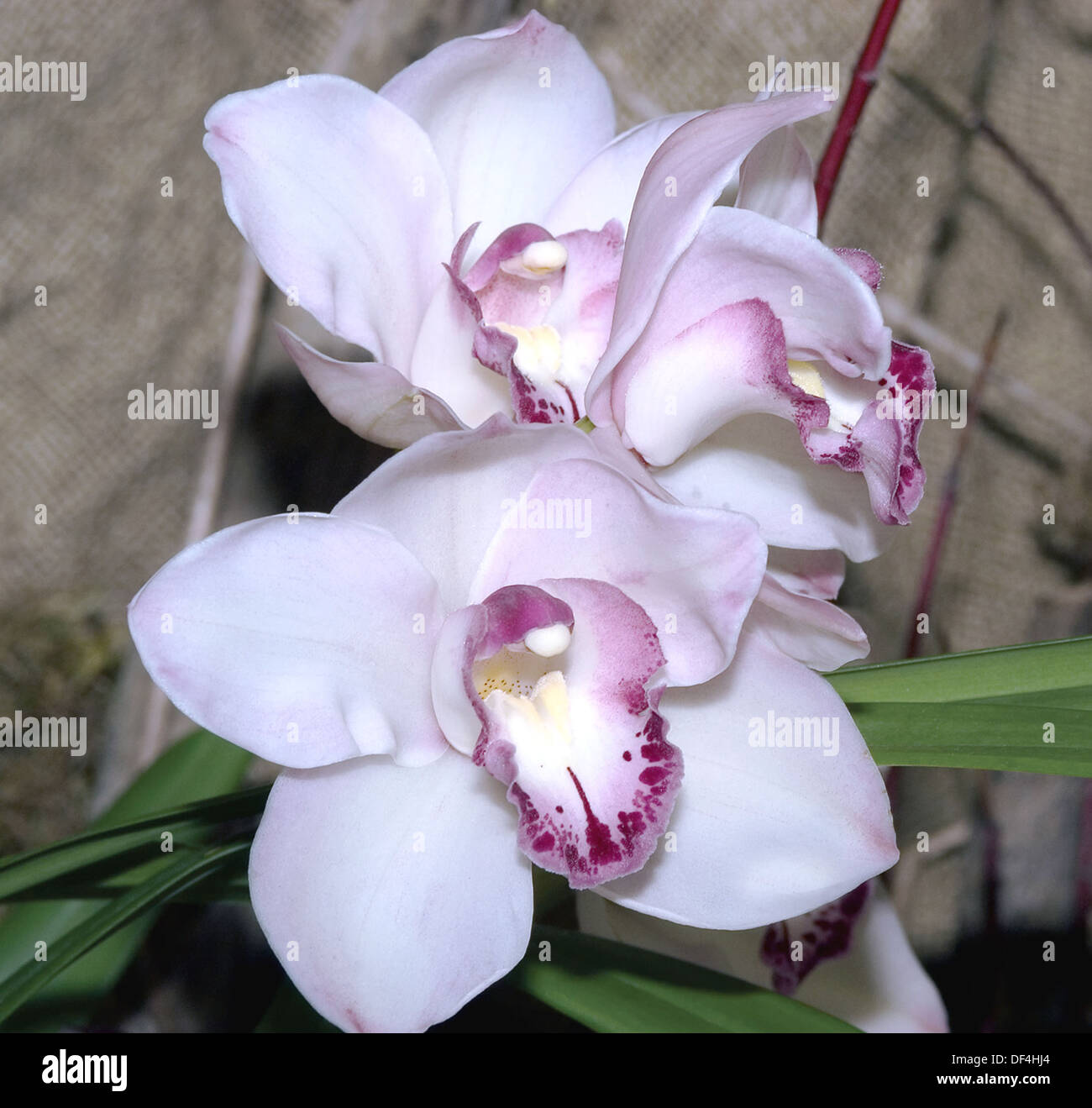 Cattleya Cattleya Sp High Resolution Stock Photography and Images - Alamy