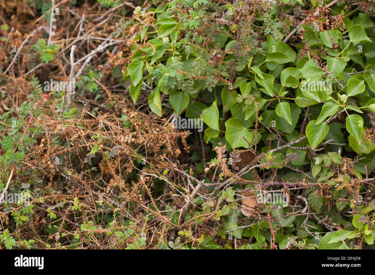 Jersey lizards hi-res stock photography and images - Alamy