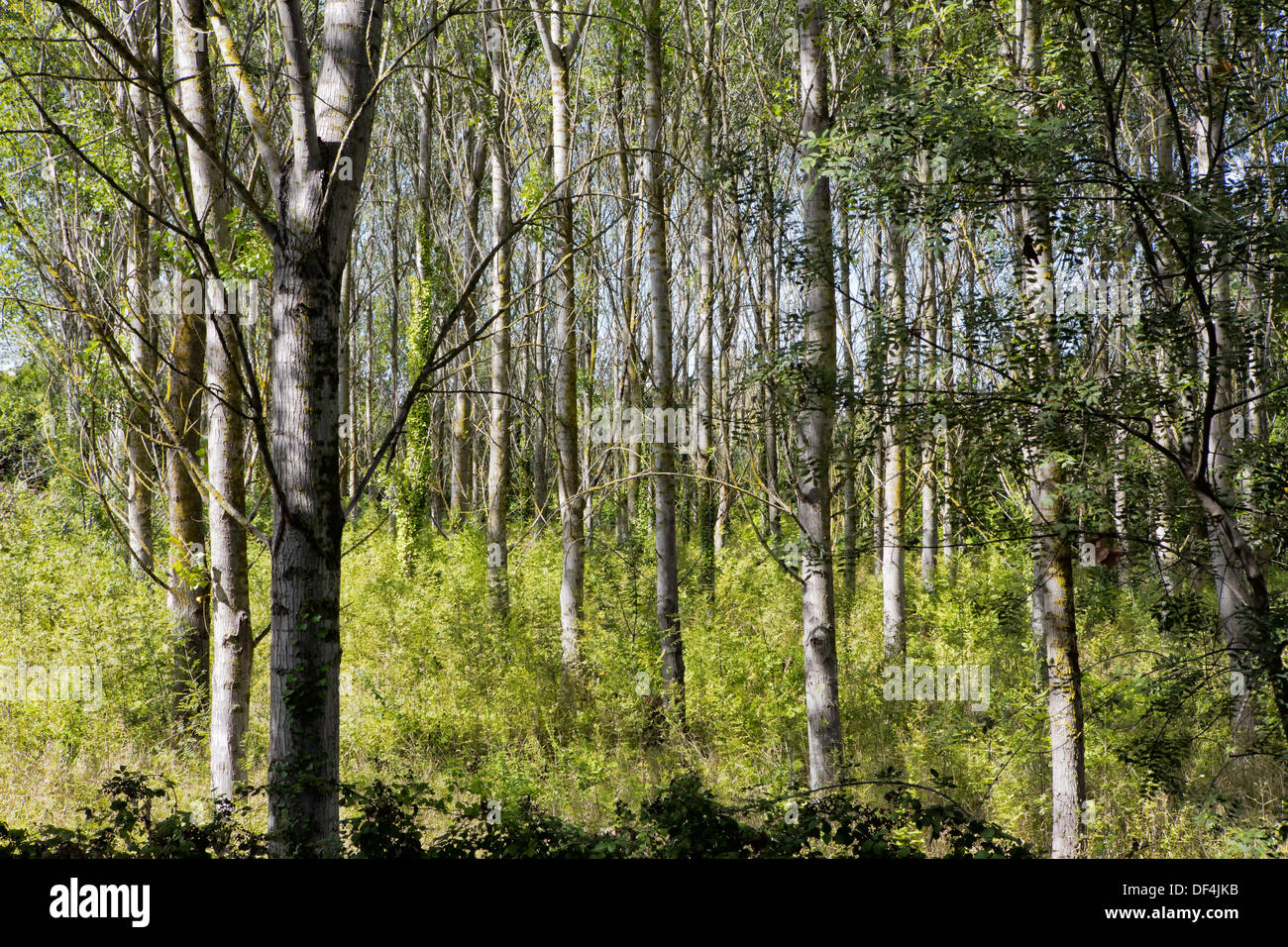 Silver birch wood trees hi-res stock photography and images - Alamy