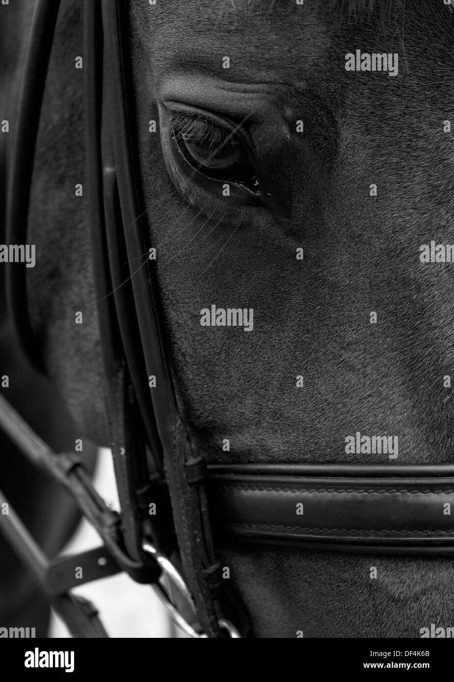 Vertical head Black and White Stock Photos & Images - Alamy