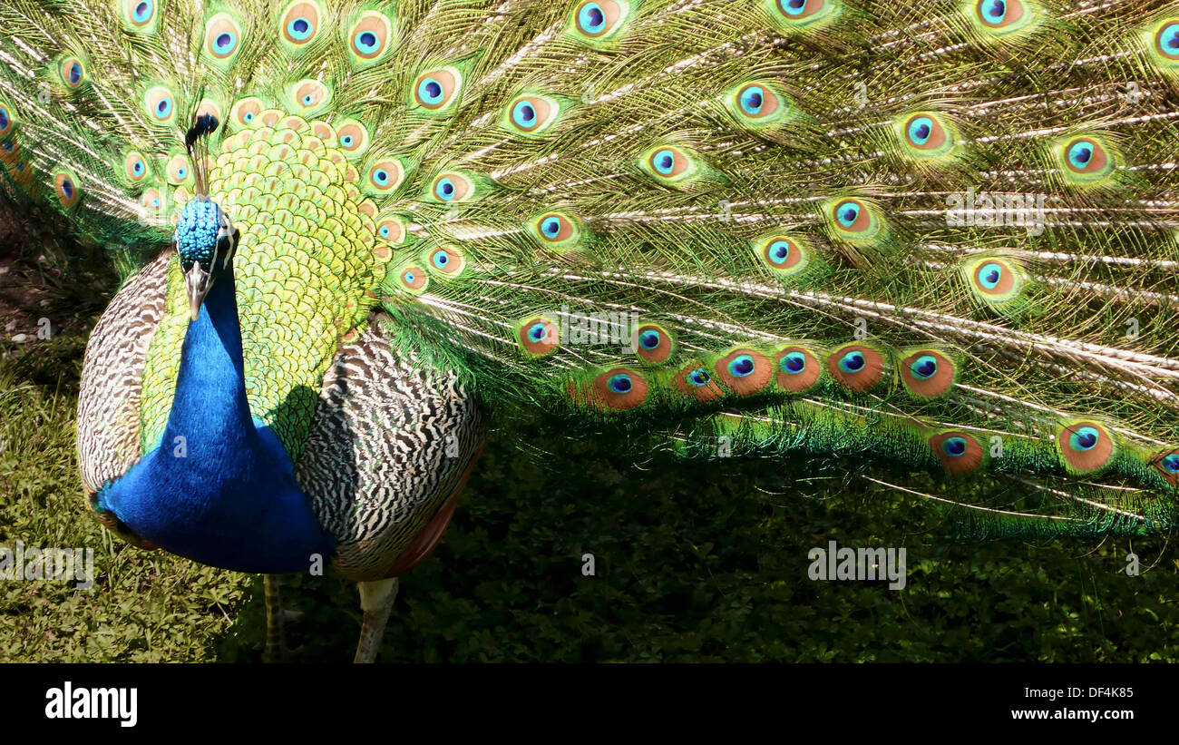 Animal plumage hi-res stock photography and images - Alamy