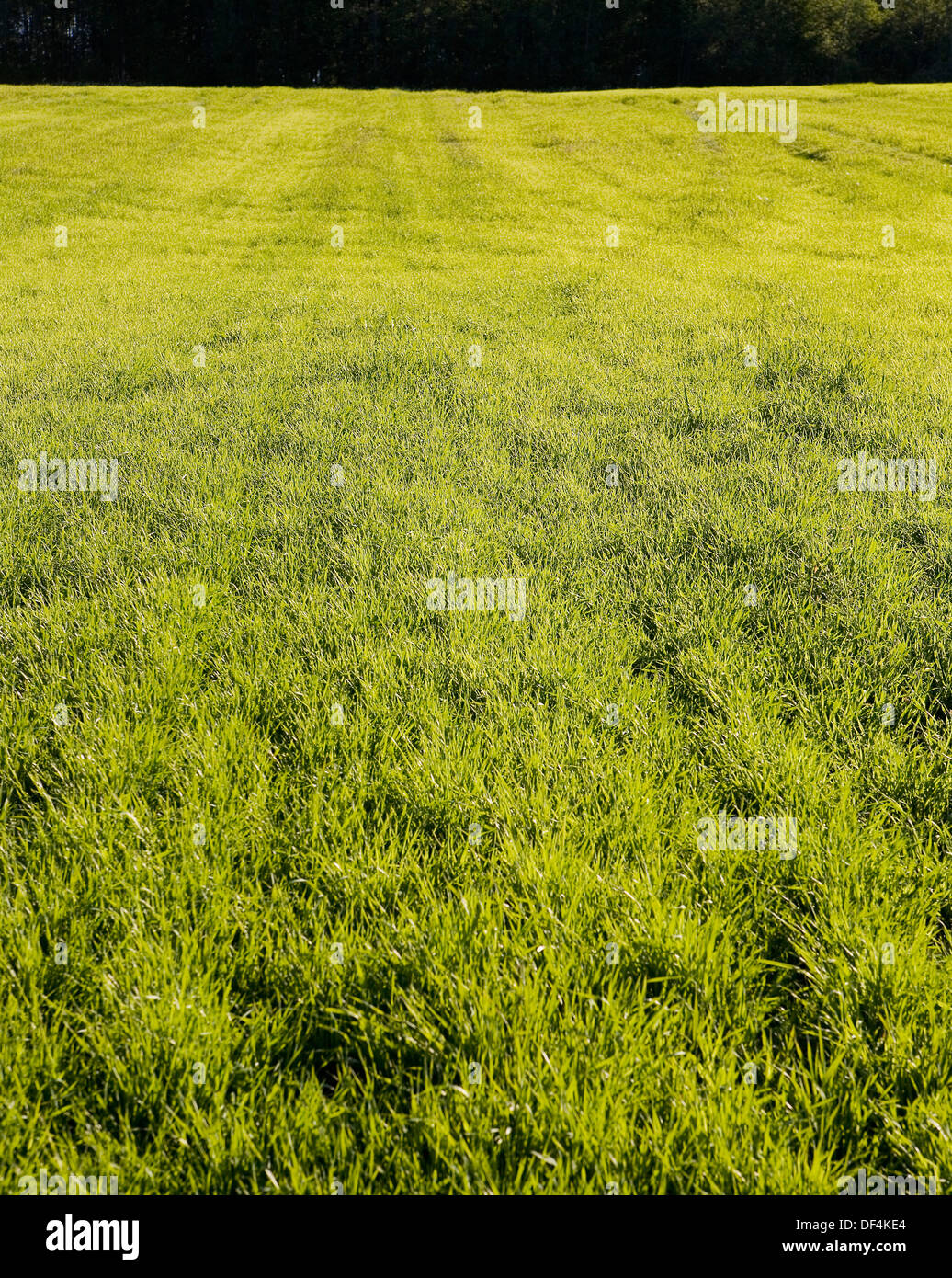 Grass field no people hi-res stock photography and images - Alamy